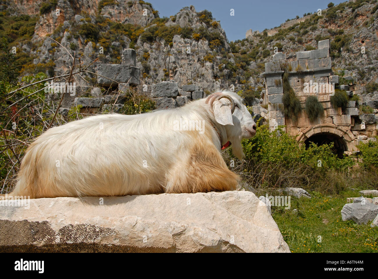 Goat sits in the ruins of Myra an ancient Greek town in Lycia where the ...