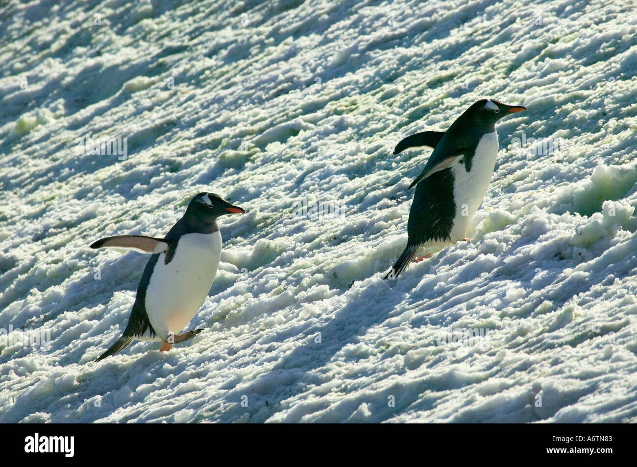 Penguins climb hi-res stock photography and images - Alamy