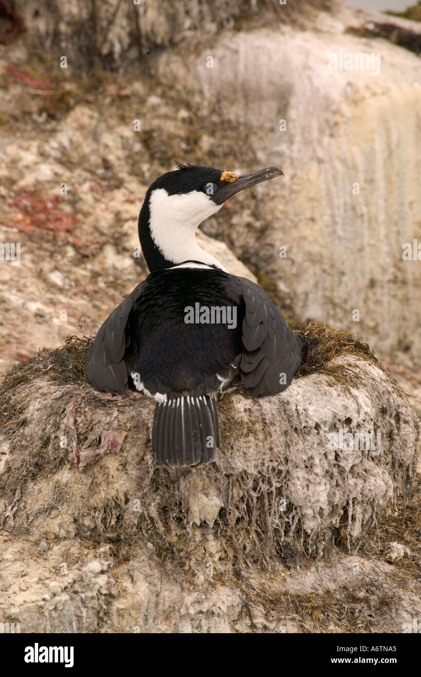 Blue-Eyed Shag in nesting colony Petermann Island, Antarctica ...