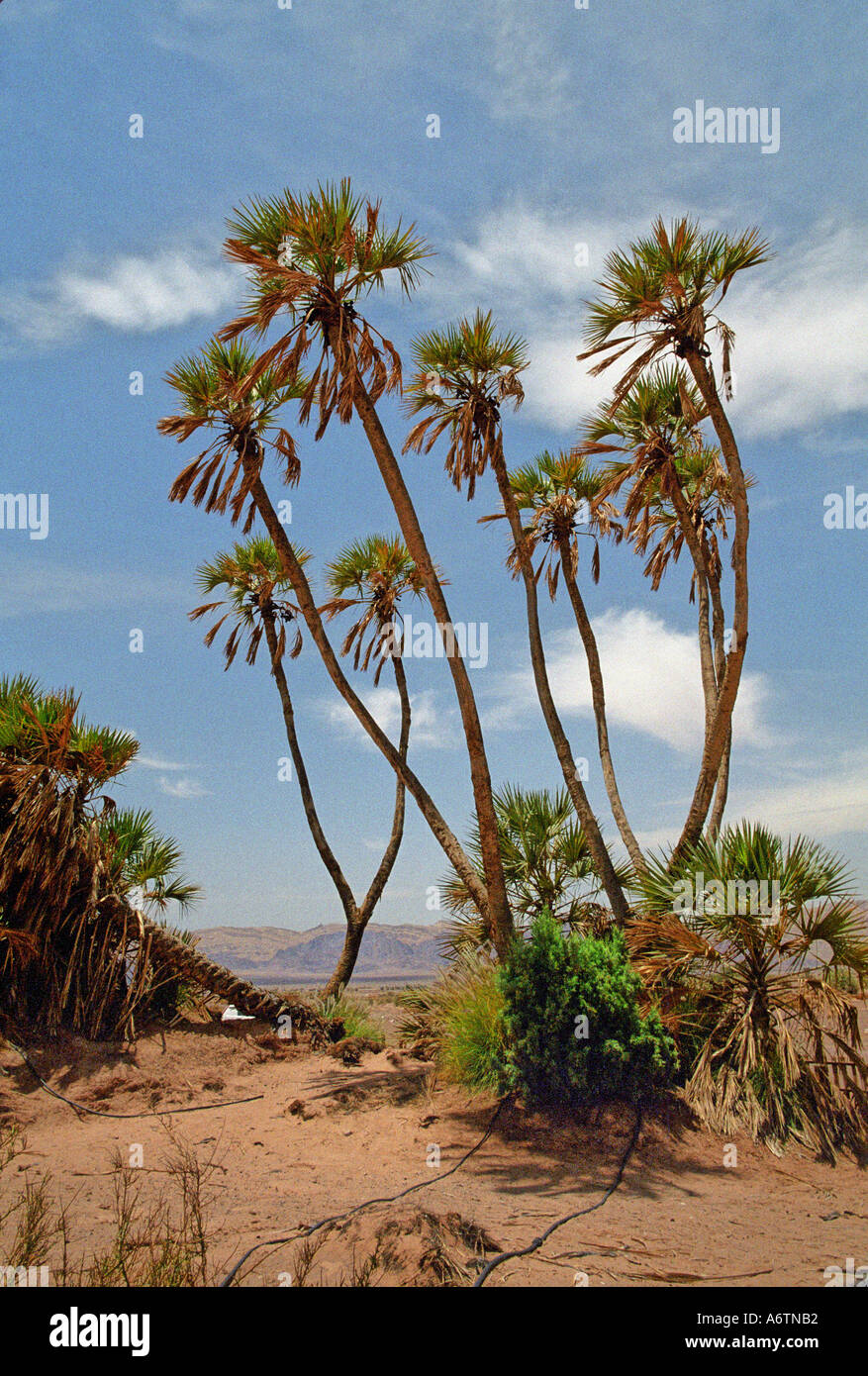 Dekel hi-res stock photography and images - Alamy