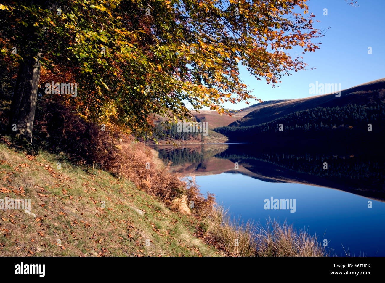 Colourful autumn tree on the banks of Howden Dam with Howden Clough ...