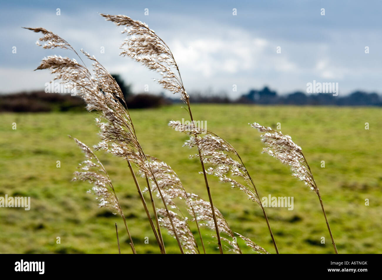 Grasses blowing in the wind on the Southwold marshes Stock Photo - Alamy