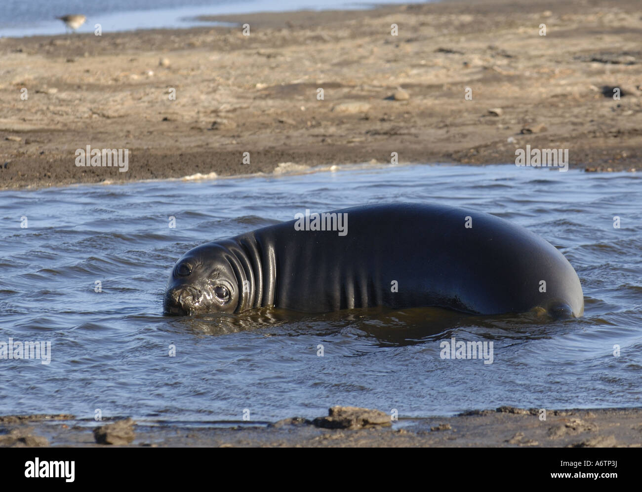 A sea lion wallows on a sea water pool on Sea Lion Island, Falkland ...