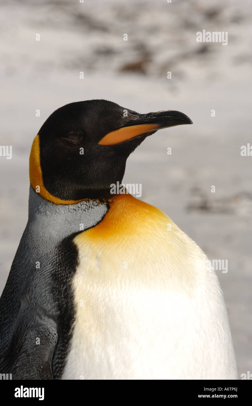 An isolated King Penguin at Surf Bay, Falkland Islands, South Atlantic ...