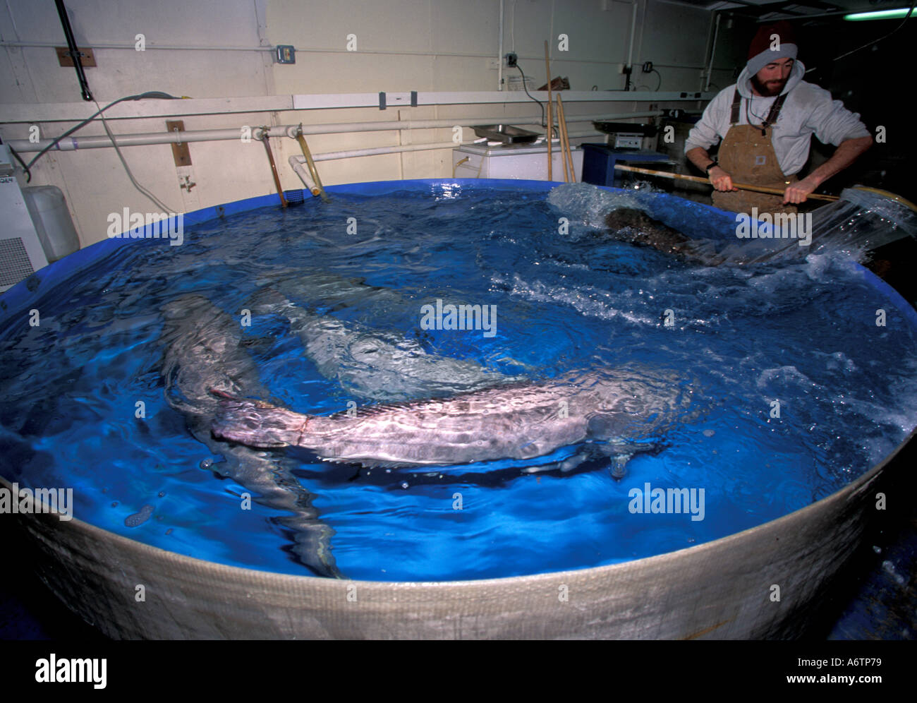 Antarctica, McMurdo Station, Bagging a fish for dissection Stock Photo ...