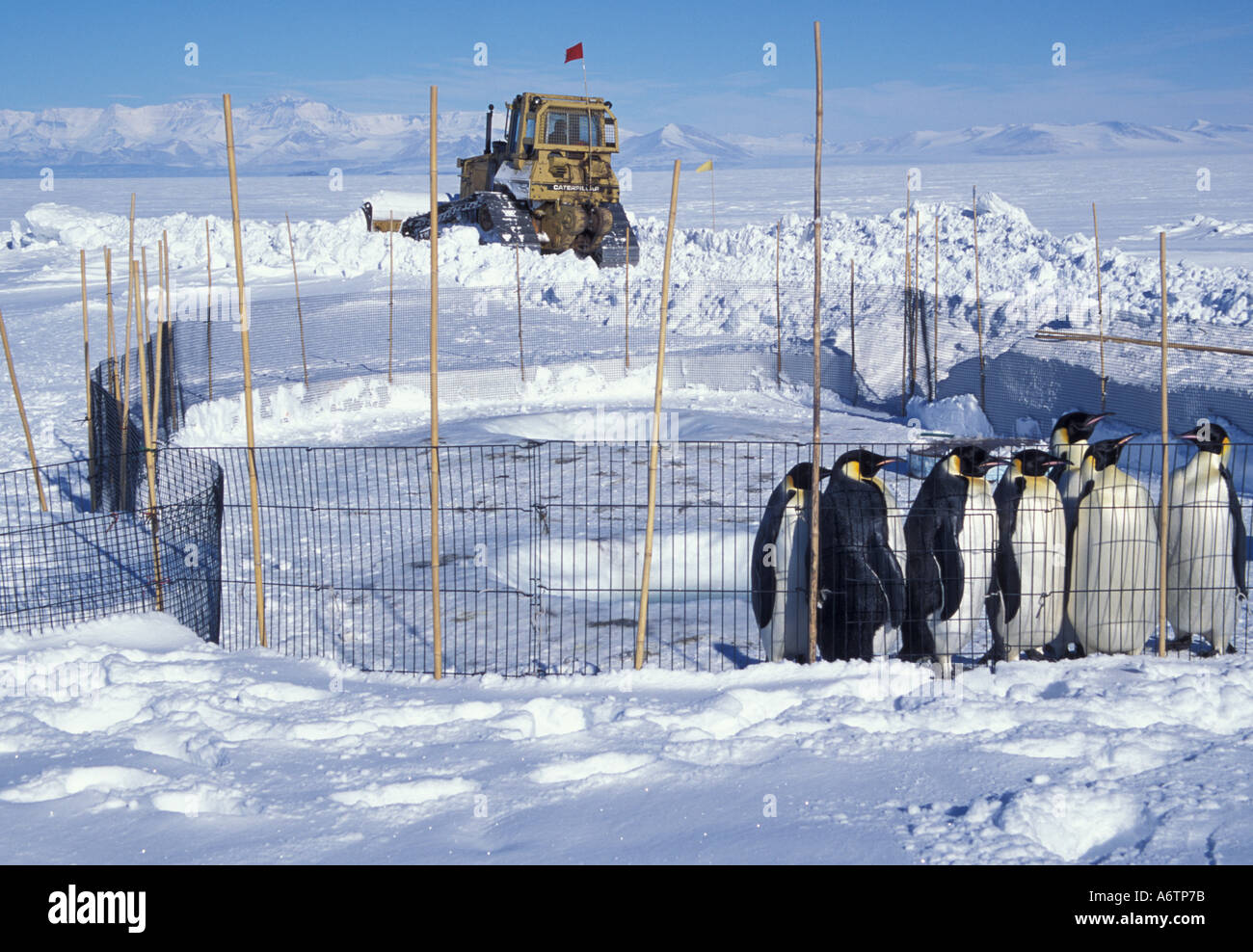 Antarctica, McMurdo Sound, Emperer penguins in corral at sea ice field ...