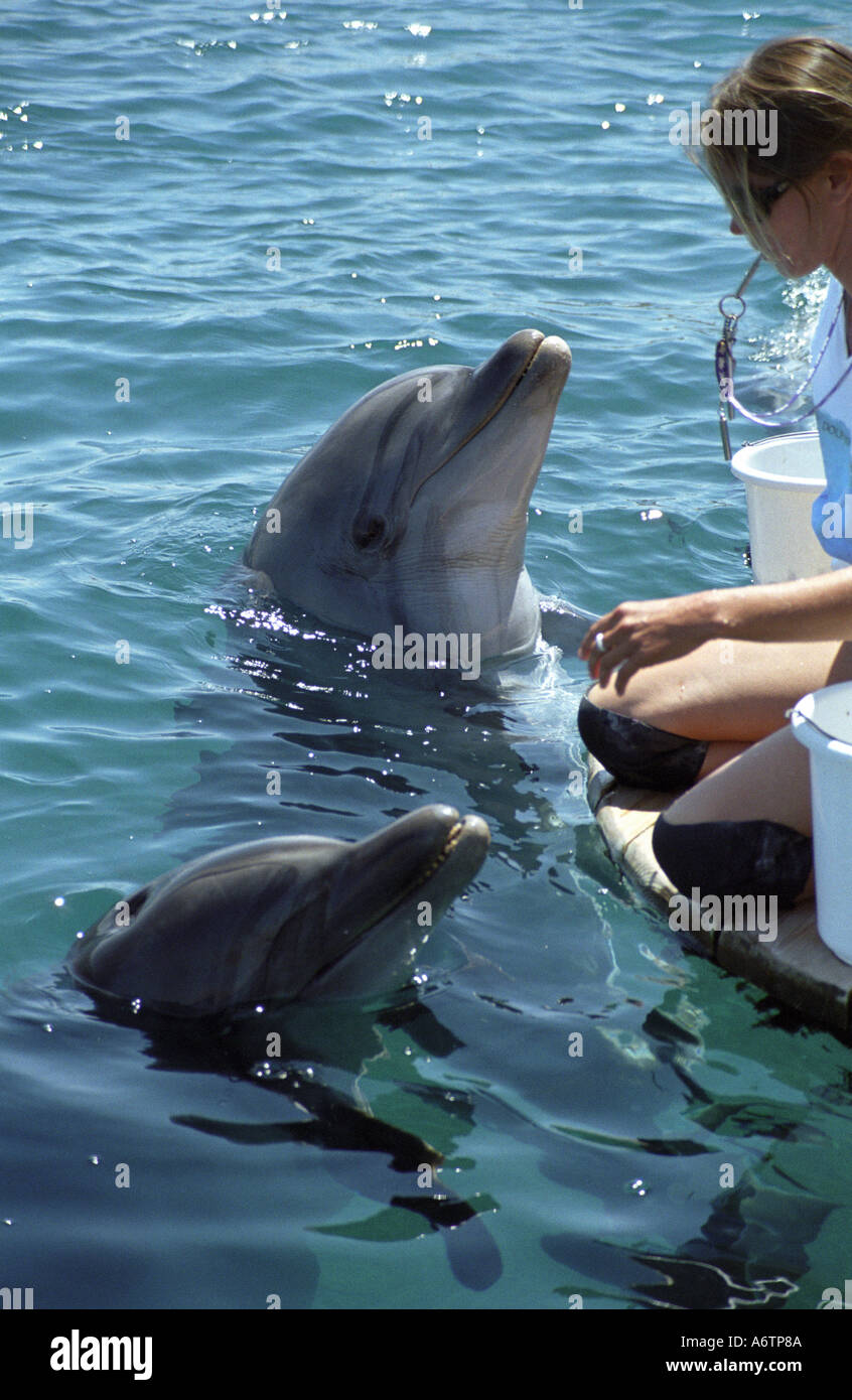 Dolphin Reef 1 Stock Photo - Alamy
