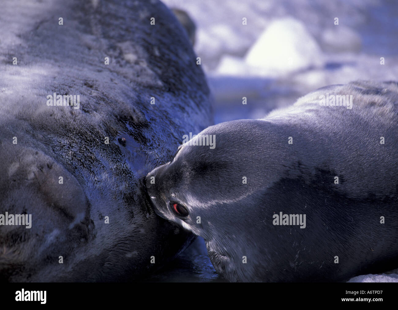 Weddel seal mother hi-res stock photography and images - Alamy