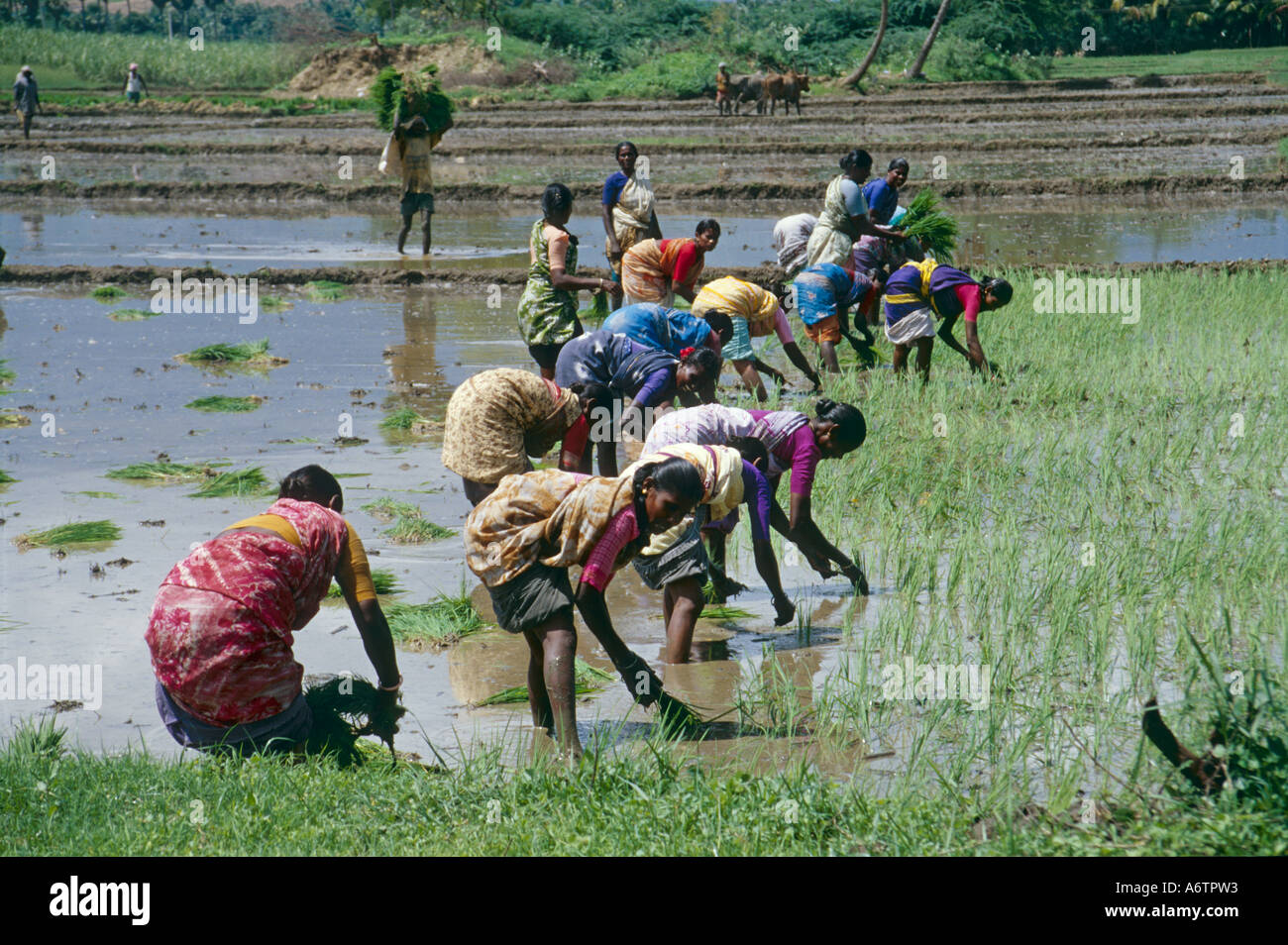 women planting rice, south india Stock Photo - Alamy