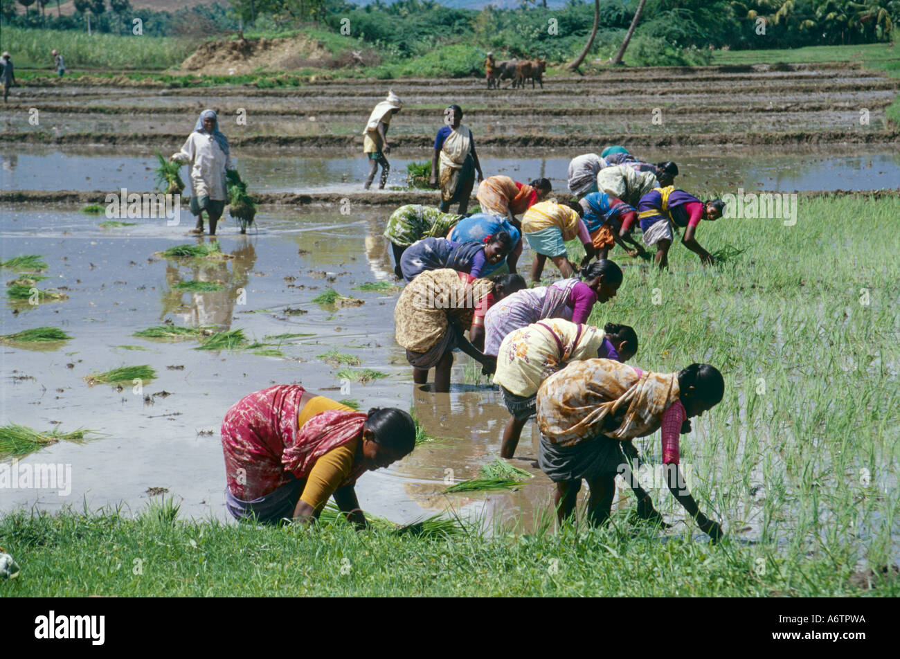 Rice picking india hi-res stock photography and images - Alamy