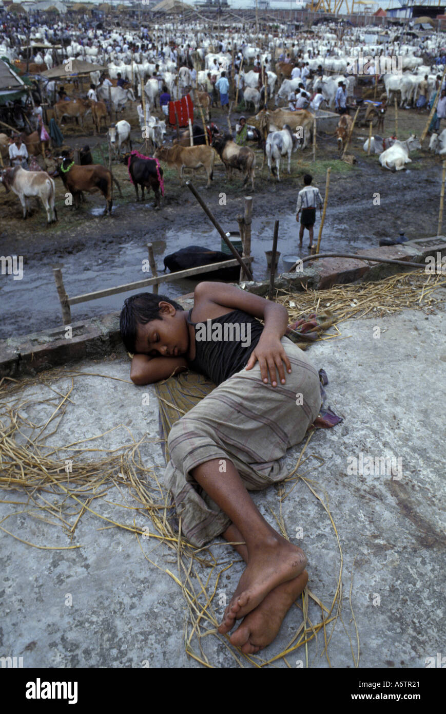 Asia, Bangladesh, Dhaka A tired farm boy sleeps on a roof over a cattle ...