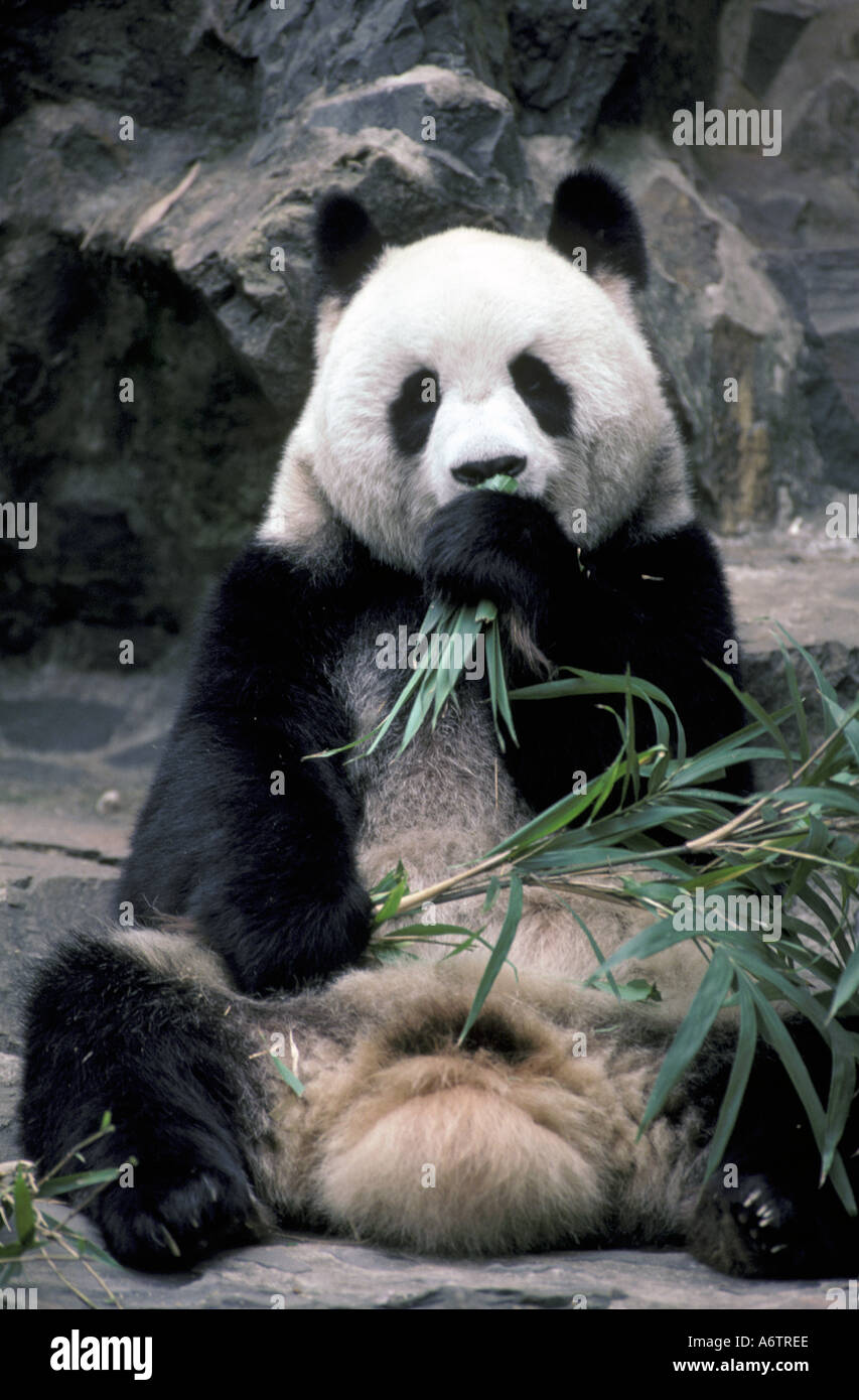 Asia, China, Chundu, Giant panda Stock Photo - Alamy