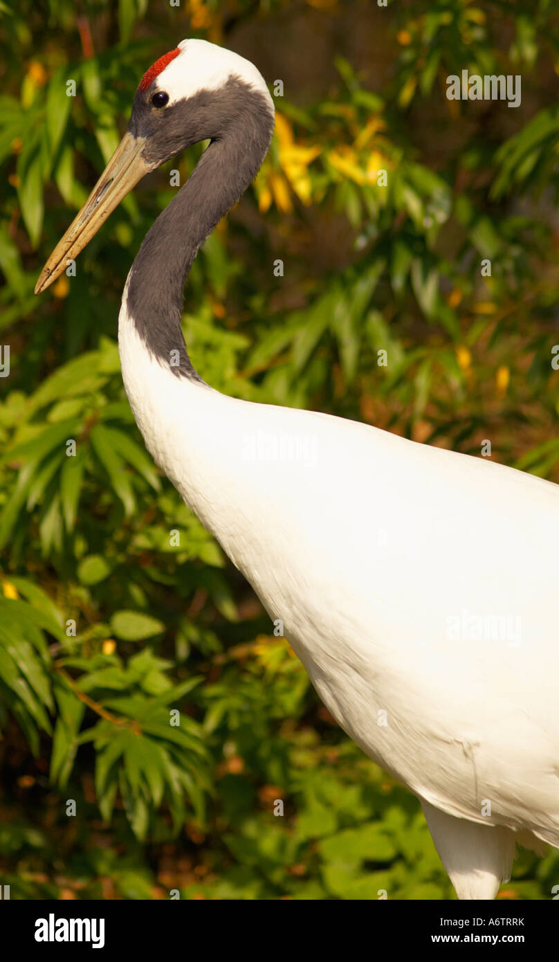 Photograph of a Crane Bird Stock Photo - Alamy