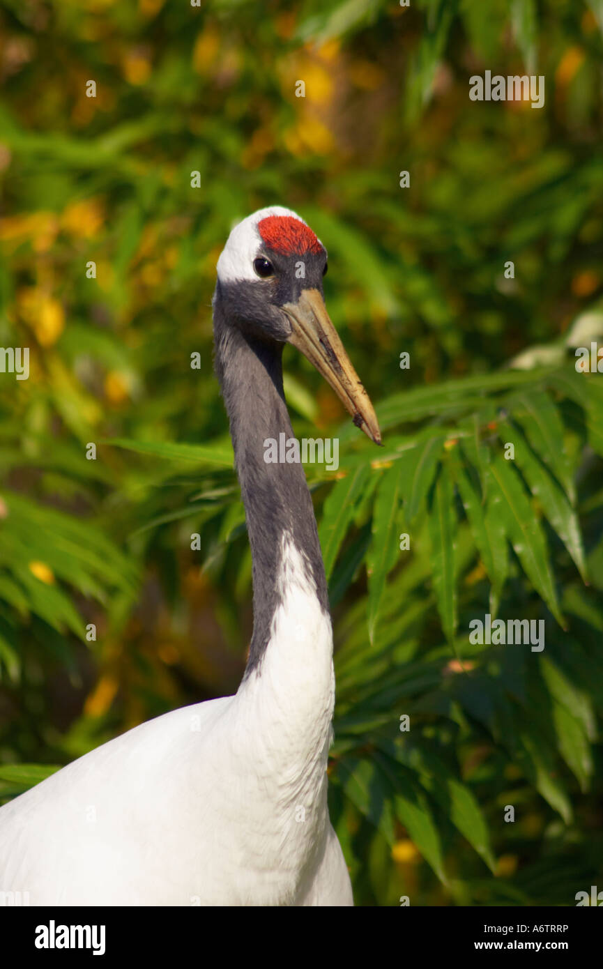 Photograph of a Crane Bird Stock Photo - Alamy