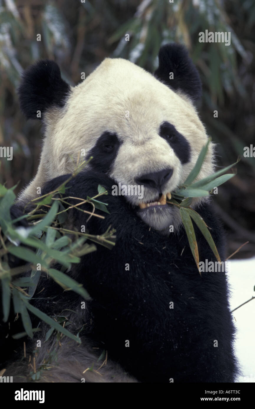 Wolong nature reserve hi-res stock photography and images - Alamy