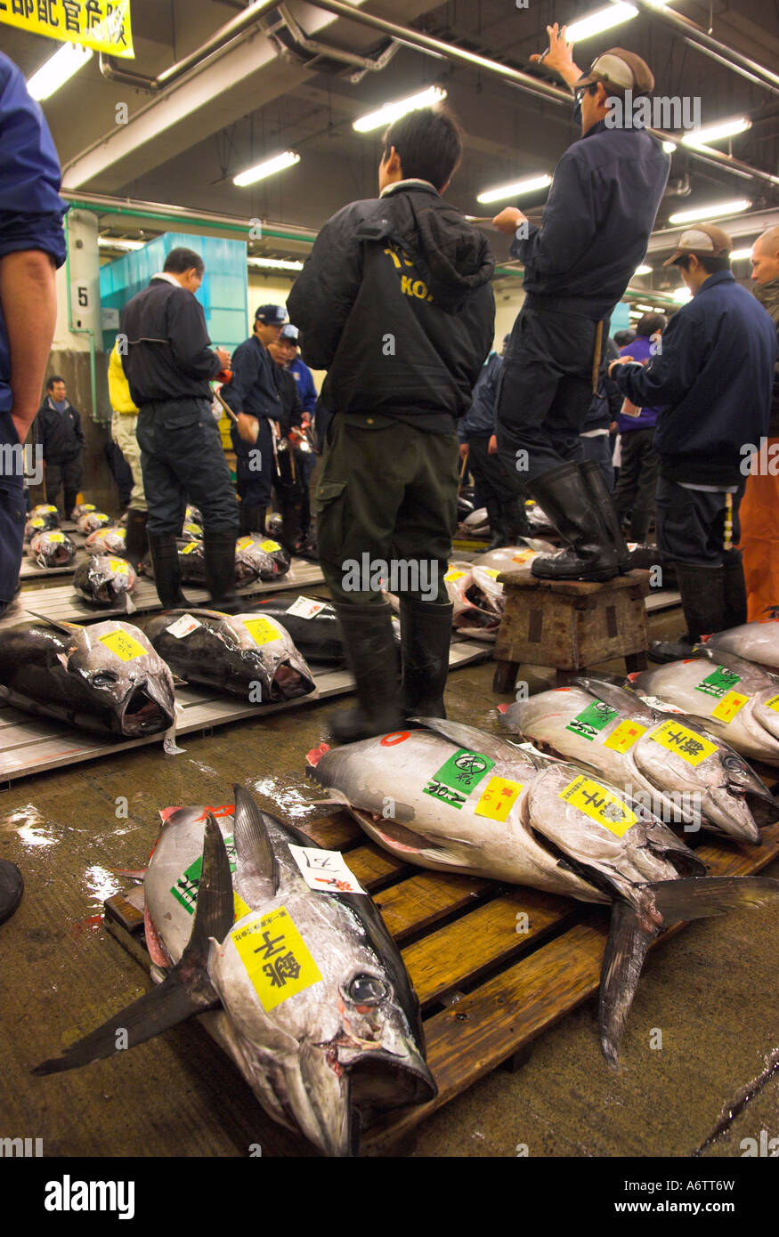 Japan Central Honshu Tokyo Tsukiji fish market tuna auction early ...