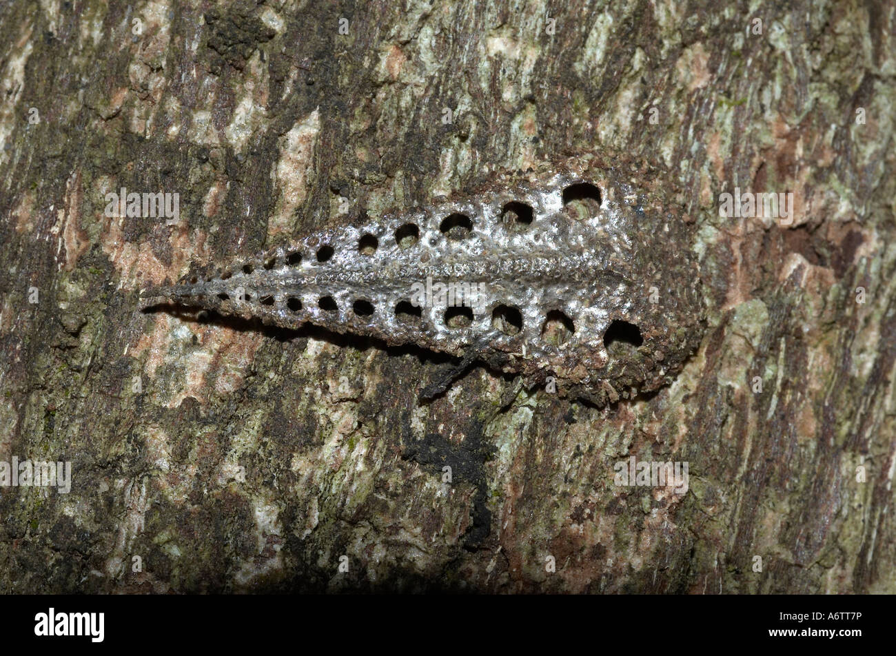 See like bugs hi-res stock photography and images - Alamy