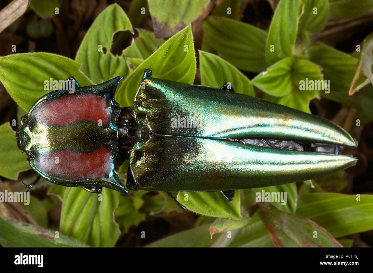 Metallic click beetle High Resolution Stock Photography and Images - Alamy