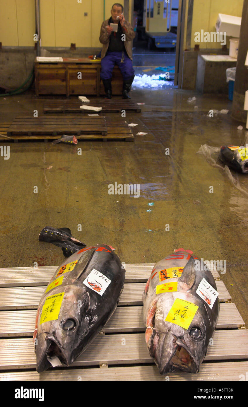 Japan Central Honshu Tokyo Tsukiji fish market tuna auction early ...