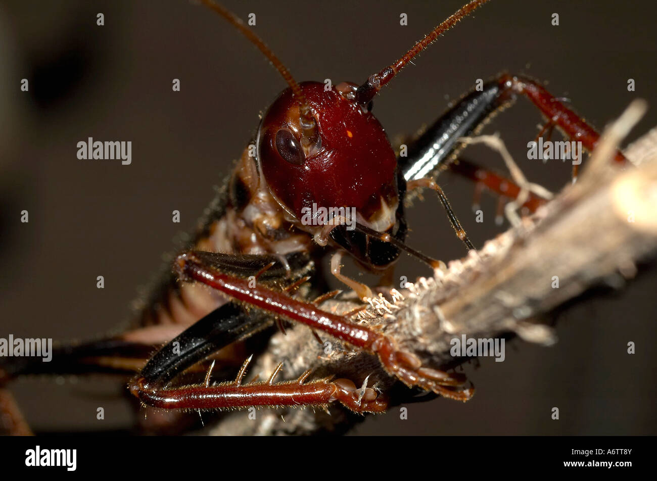 Cricket head locality hi-res stock photography and images - Alamy