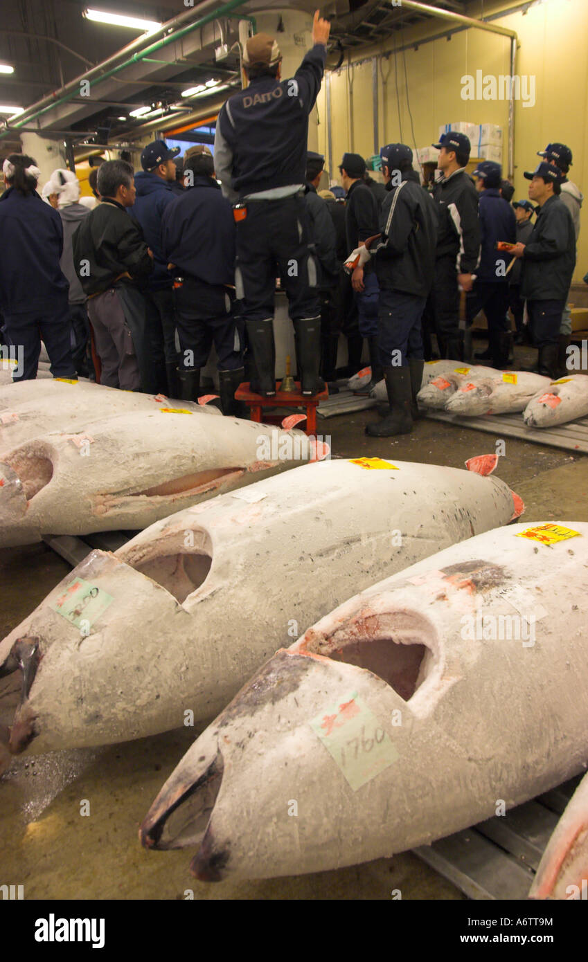 Japan Central Honshu Tokyo Tsukiji fish market early morning frozen ...
