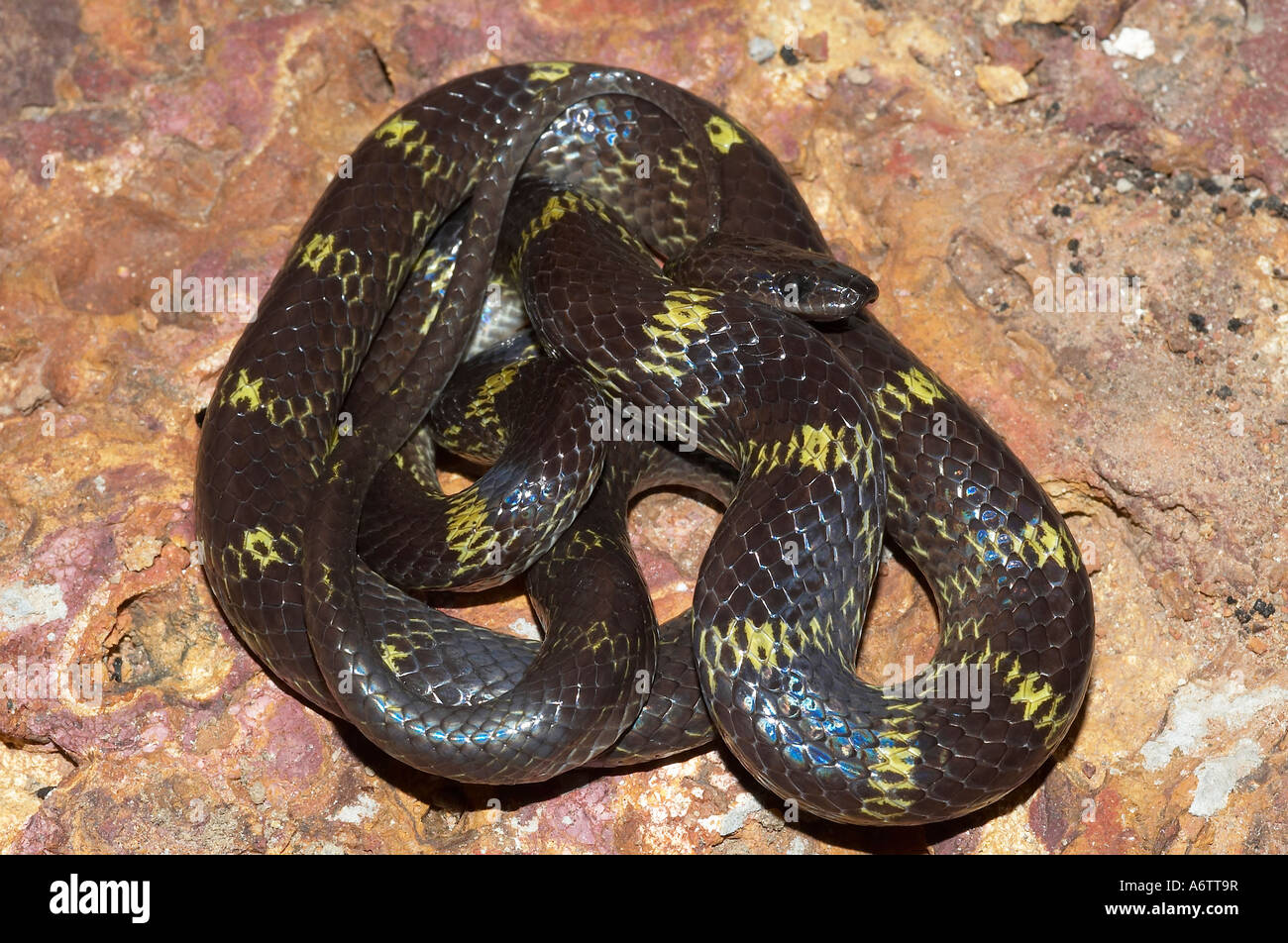 TRAVANVANCORE WOLF SNAKE Lycodon travancoricus NON-VENOMOUS. Common ...