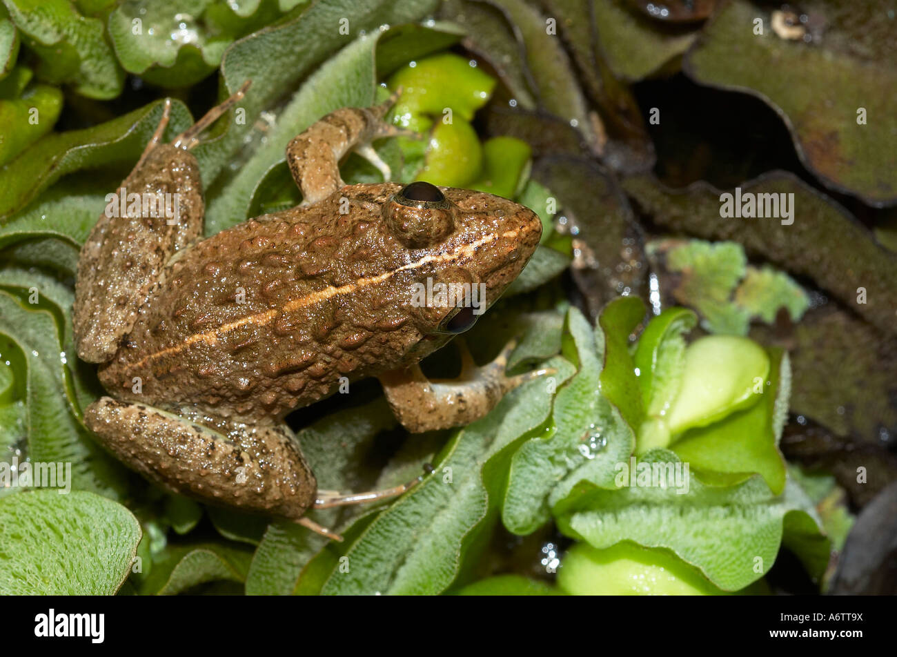 Frogs of karnataka hi-res stock photography and images - Alamy