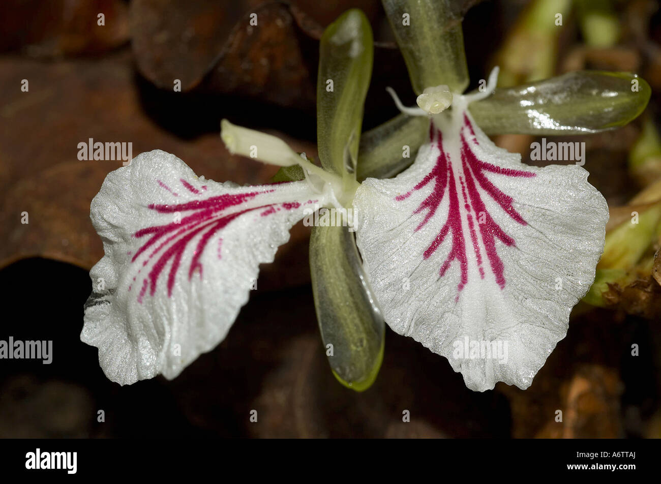 Cardomom flowers. Locality: Kodagu (Coorg) Karnataka, INDIA Stock Photo ...