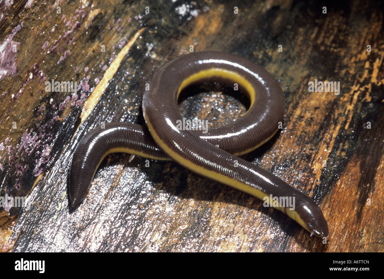 Ichthyophis sp caecilians hi-res stock photography and images - Alamy