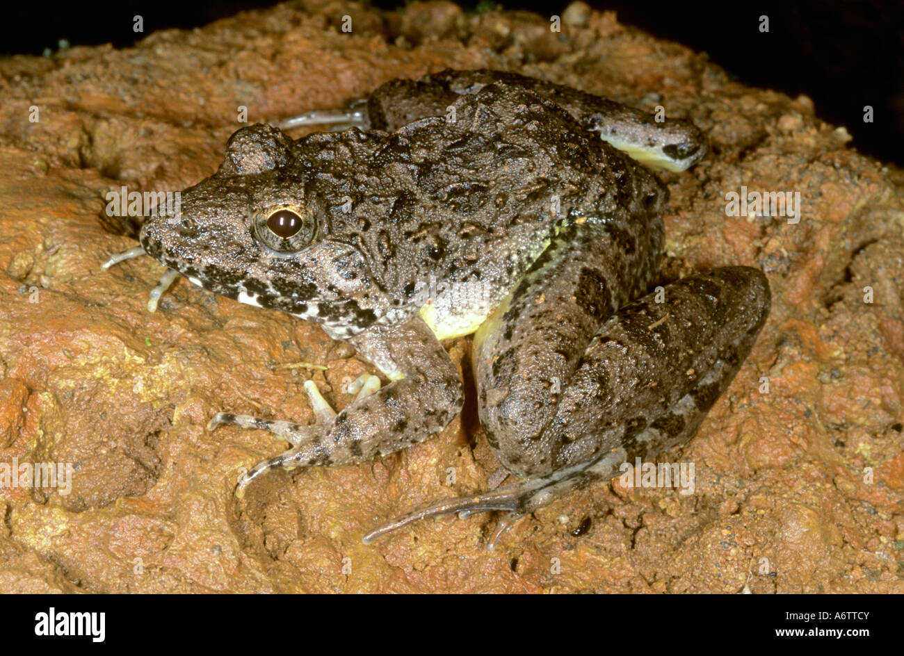 One of the frogs from the Western Ghats. This species has highly ...