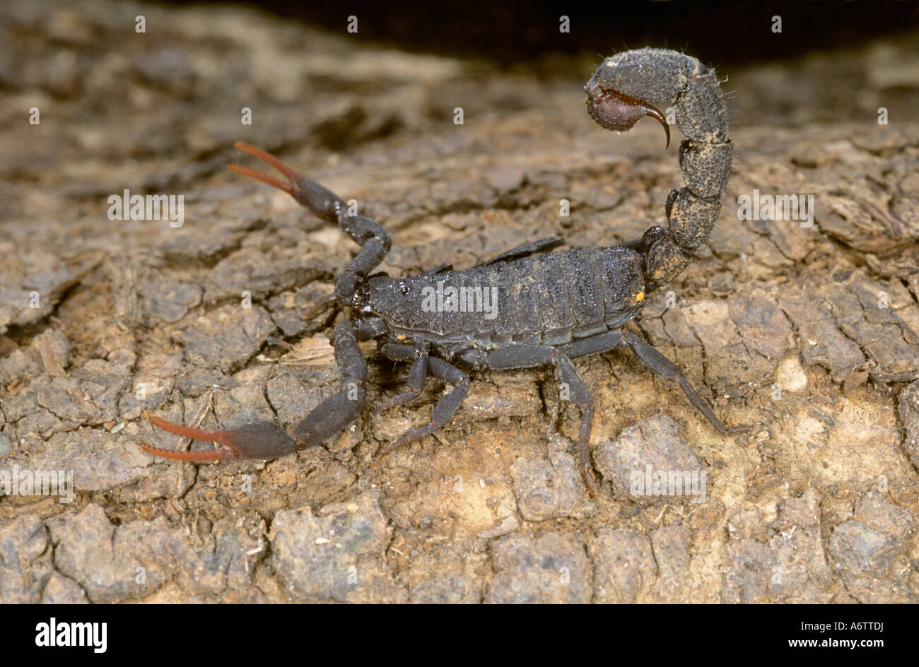 Hottentotta pachyurus. BUTHIDAE Common Found in the black soil areas of ...