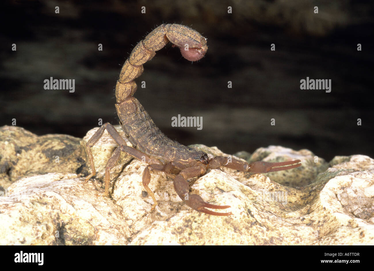 Mesobuthus hi-res stock photography and images - Alamy
