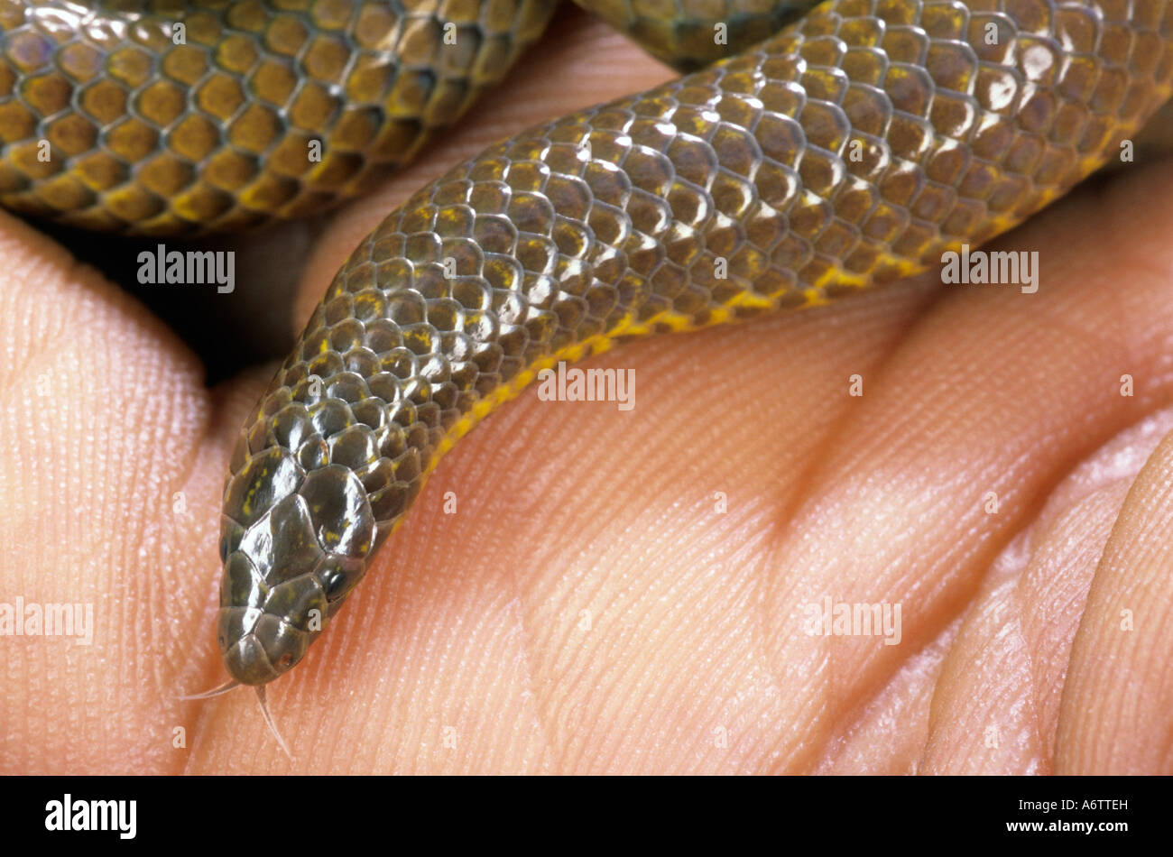 Uropeltis phipsoni hi-res stock photography and images - Alamy