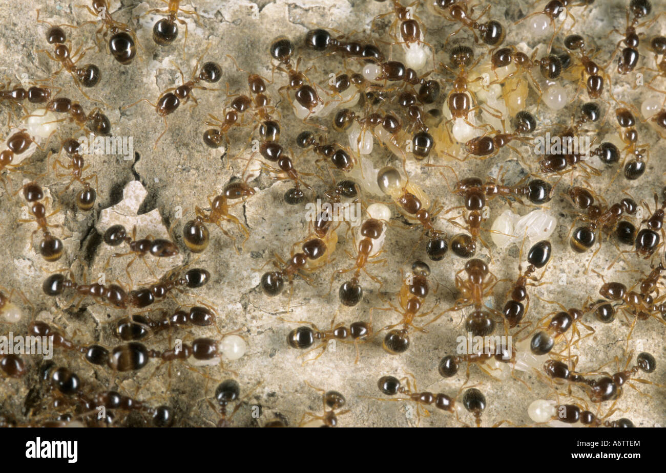 Close up view ant picking hi-res stock photography and images - Alamy