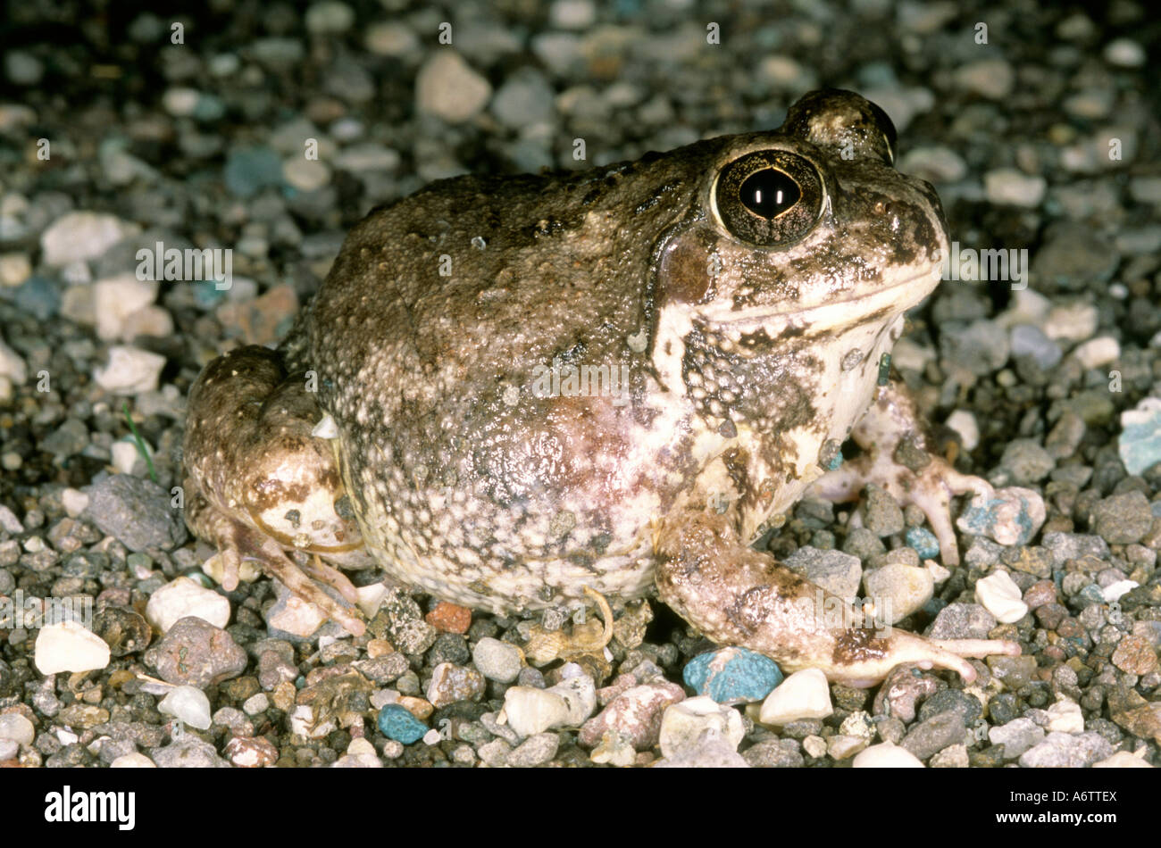 Sphaerotheca breviceps. this frog is also called the short headed ...