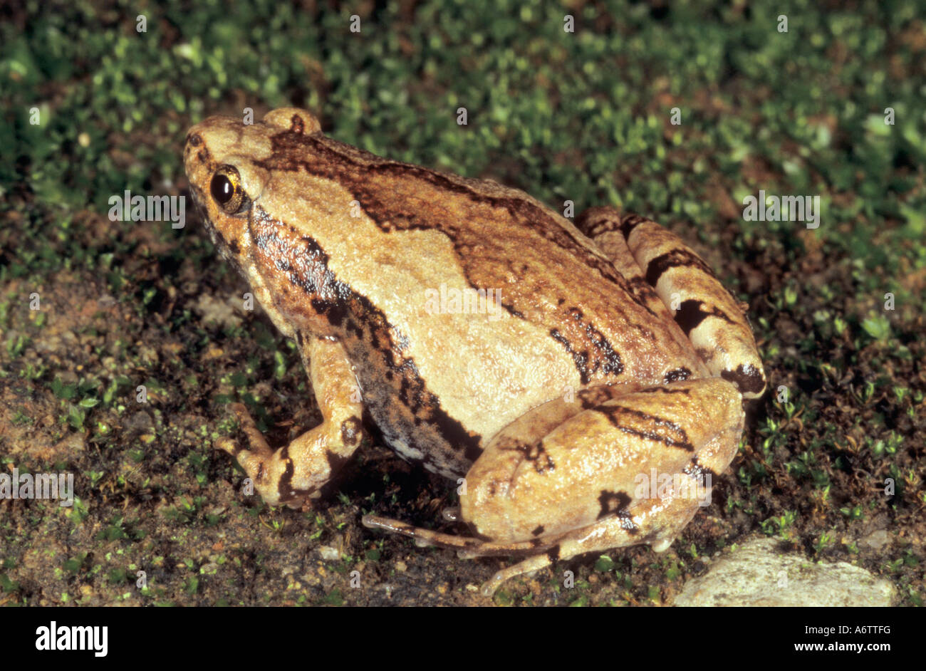 Microhyla ornata. Also called the ornate narrow mouthed frog Stock ...