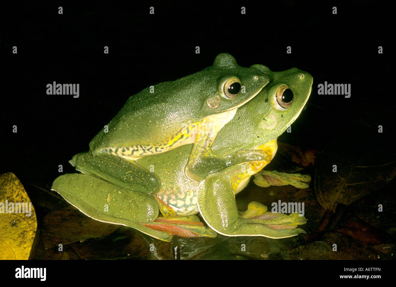 Amplexus in Rhacophorus malabaricus, the malabar gliding frog Stock ...