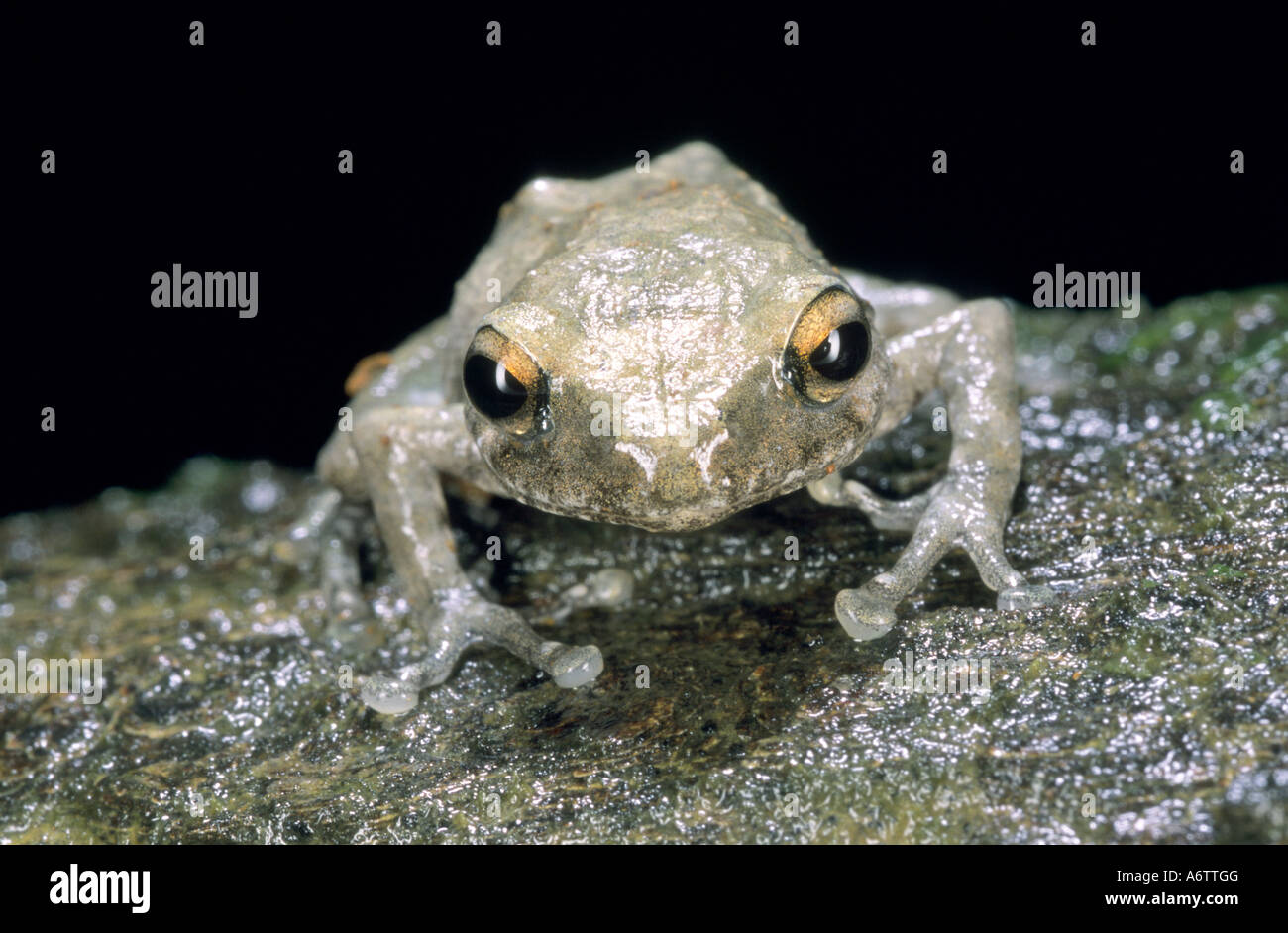 Philautus sp. One of the numerous members of a very diverse genus of ...