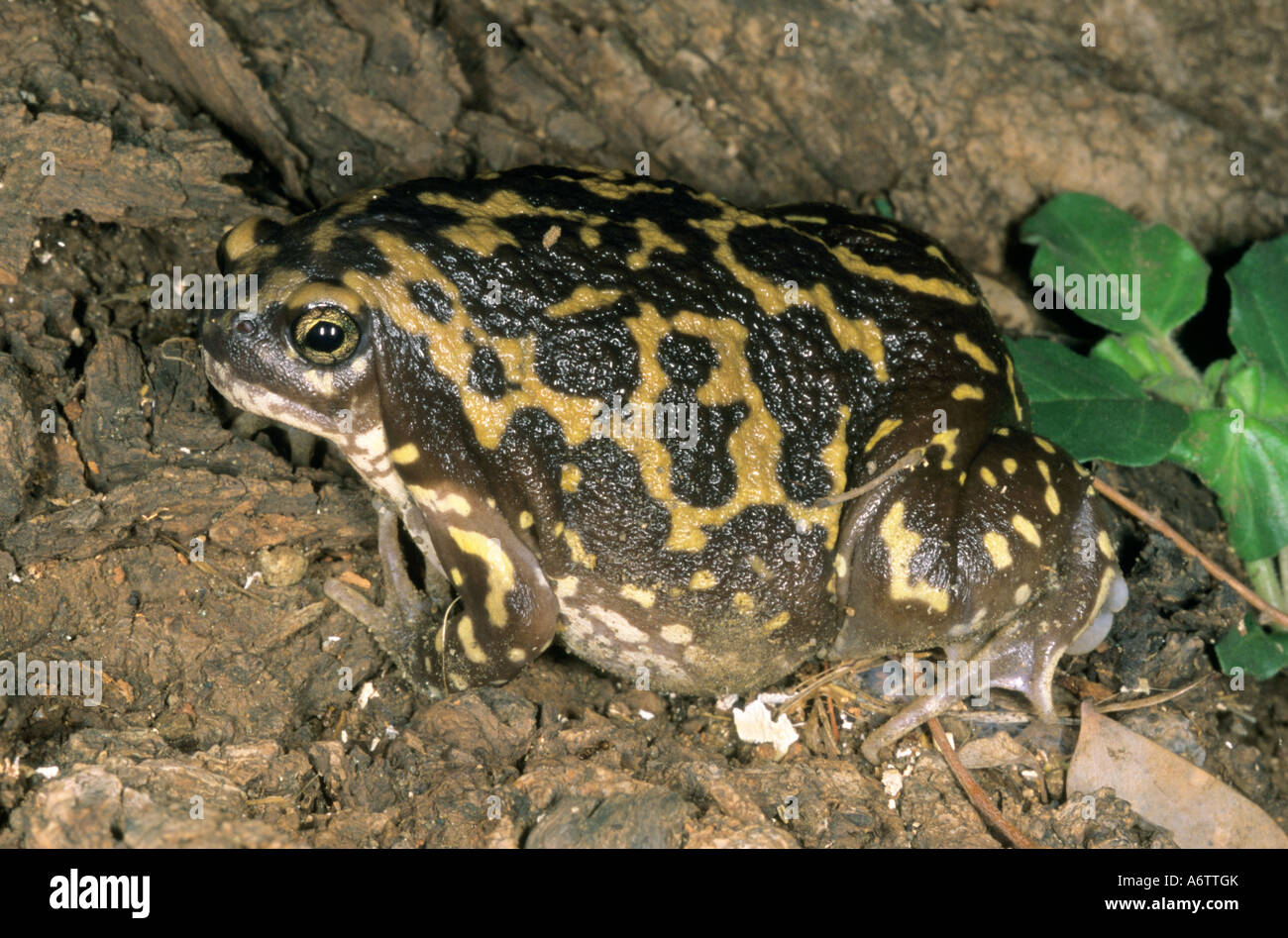 Uperodon systoma. The marbled balloon frog. This frog is rarely seen as ...