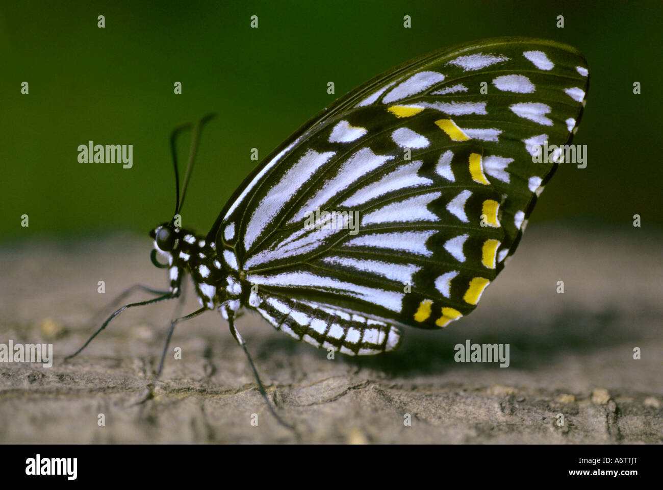 COMMON MIME BUTTERFLY Papilio clytia Closeup Papilionidae ...