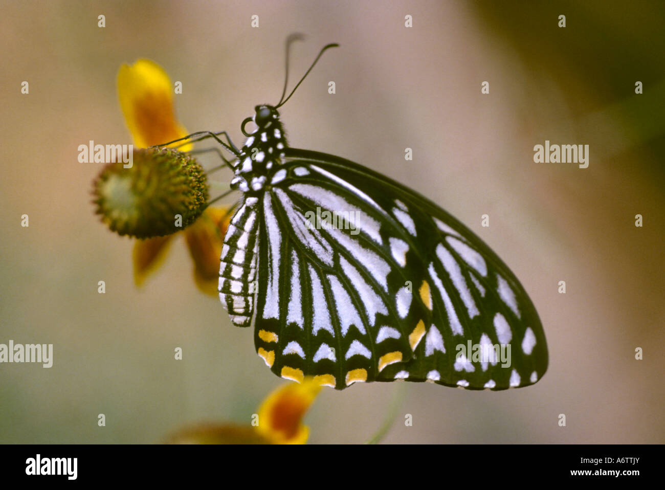 COMMON MIME BUTTERFLY Papilio clytia Closeup Holding pollen ...