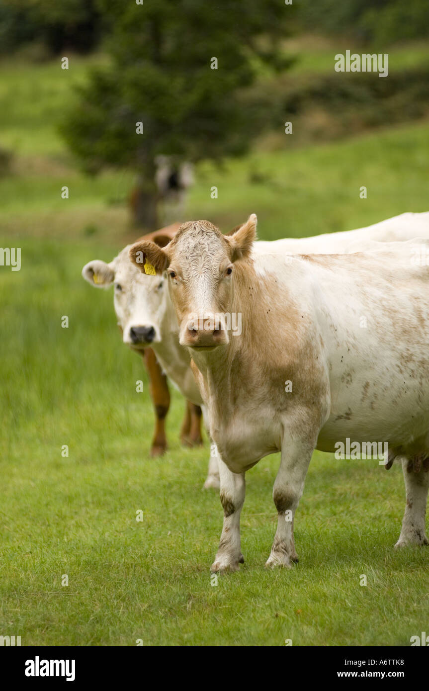 Have you herd! Stock Photo - Alamy