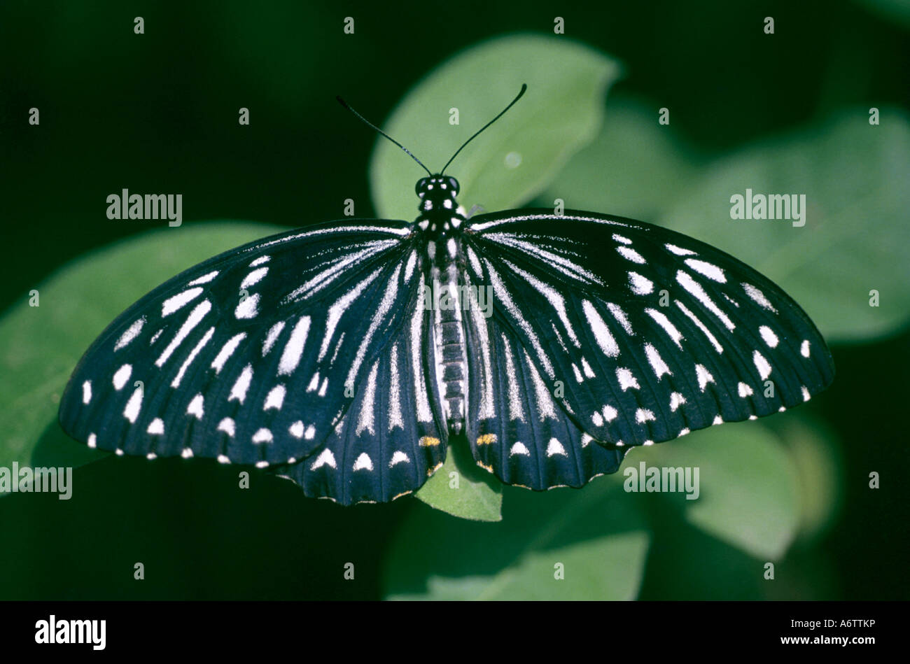 COMMON MIME BUTTERFLY Papilio clytia Closeup sitting on a leaf ...