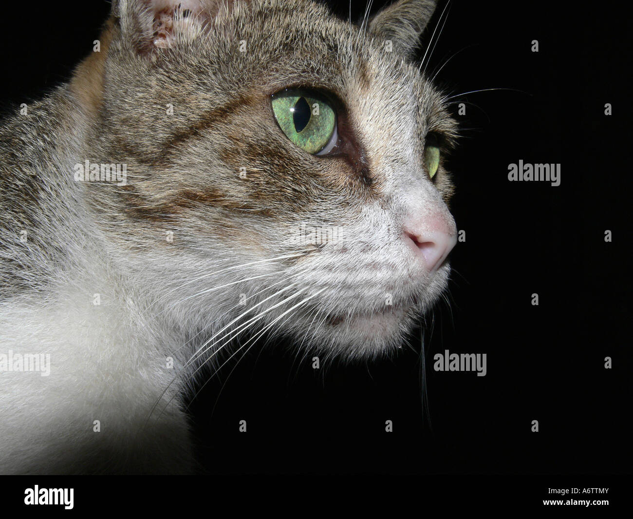 Close-up of a cat, side angle, Mumbai Stock Photo - Alamy