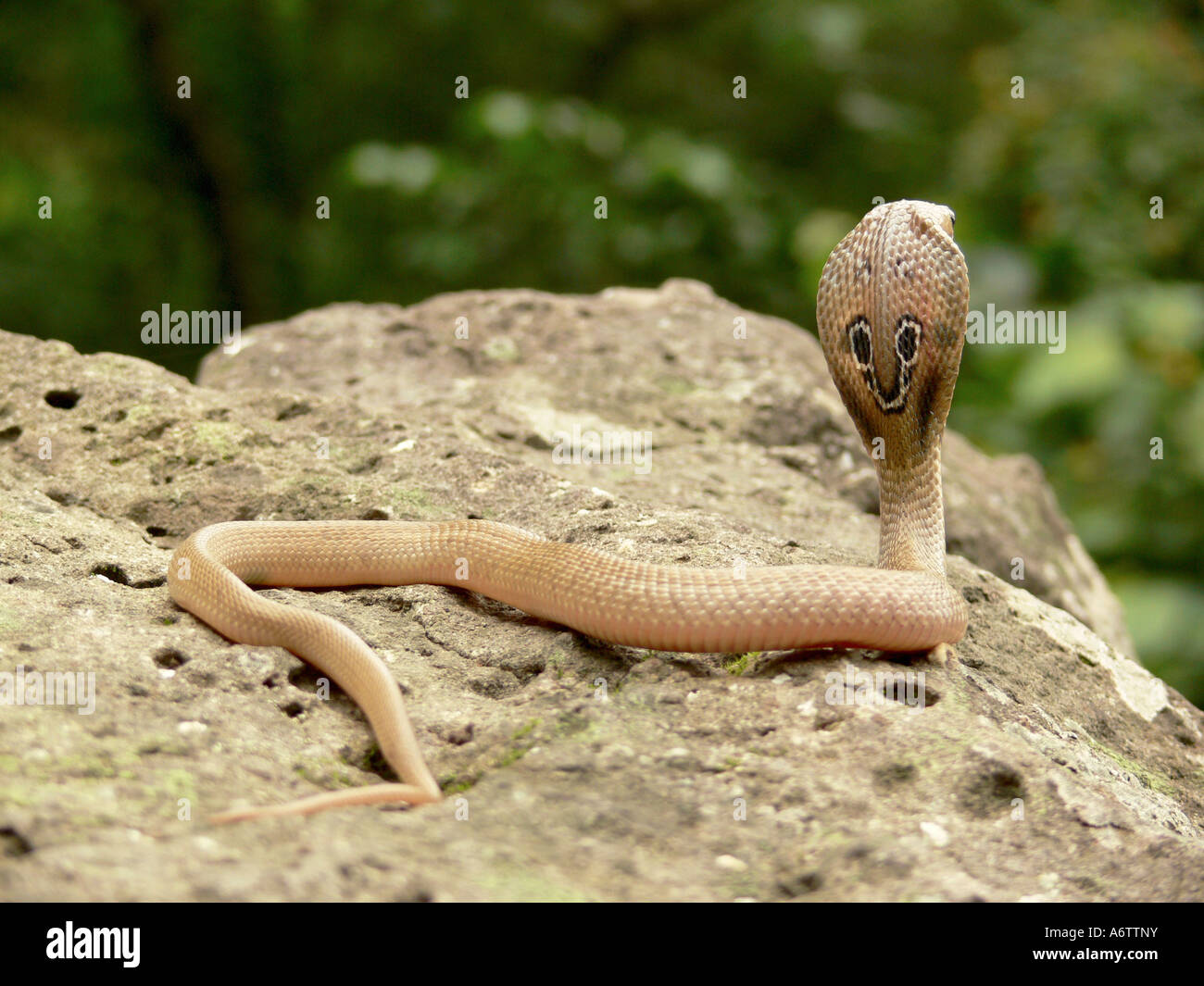 Back of SPECTACLED COBRA. Naja naja. Venomous, common. (Juvenile ...