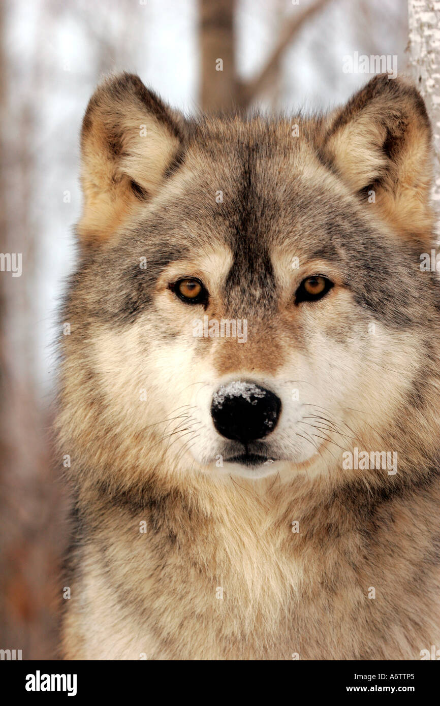 Timber Wolf in Northern Minnesota Stock Photo - Alamy