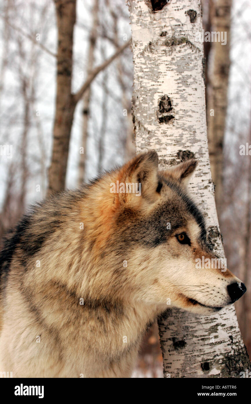 Timber Wolf in Northern Minnesota Stock Photo - Alamy