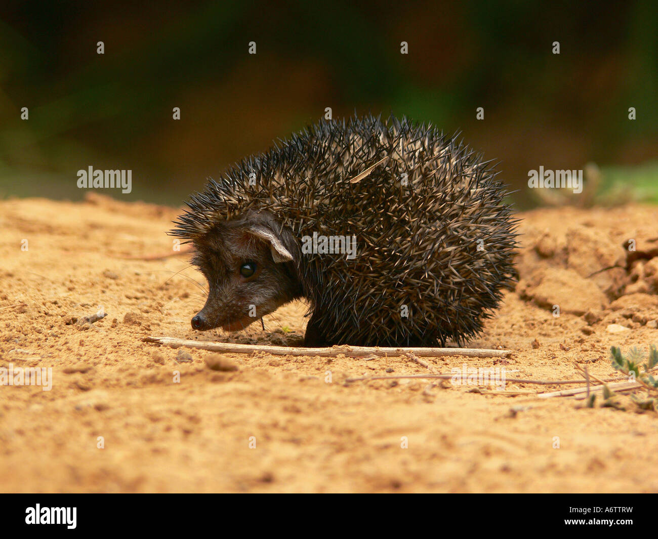 Close-up of Hedgehog sitting on muddy ground, Rajasthan, India Stock ...