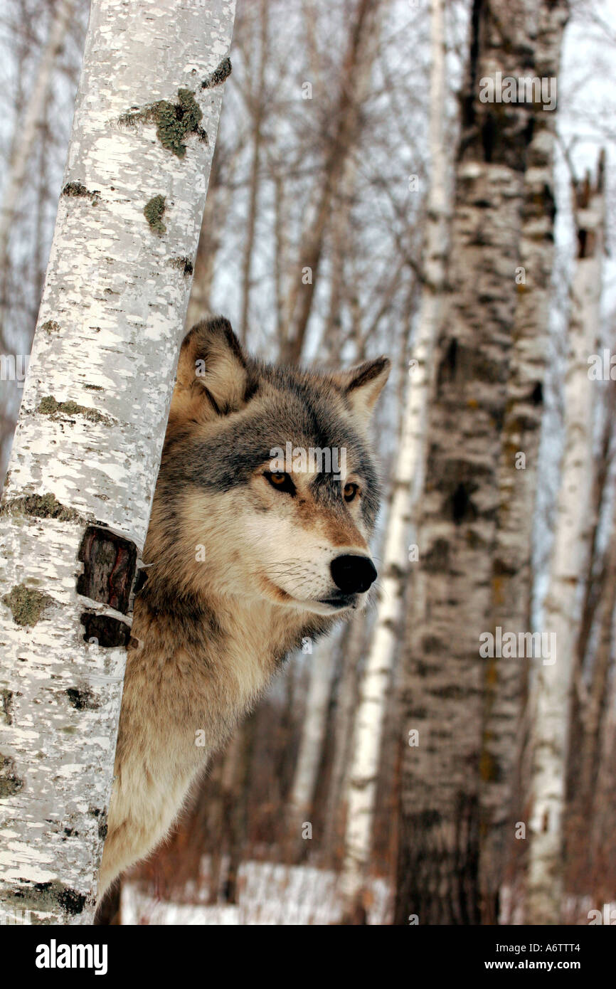 Timber Wolf in Northern Minnesota Stock Photo - Alamy