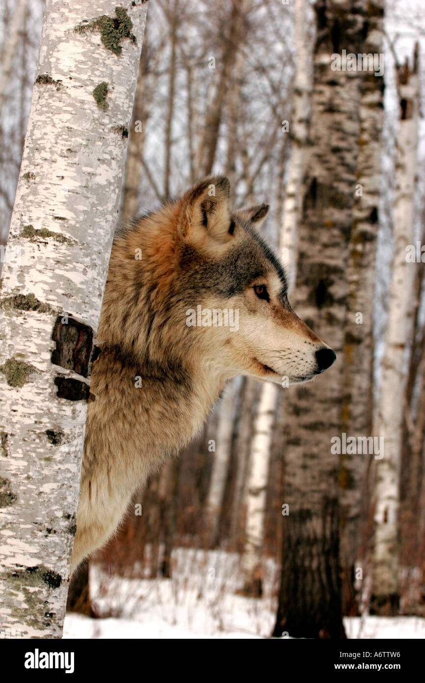 Timber Wolf in Northern Minnesota Stock Photo - Alamy